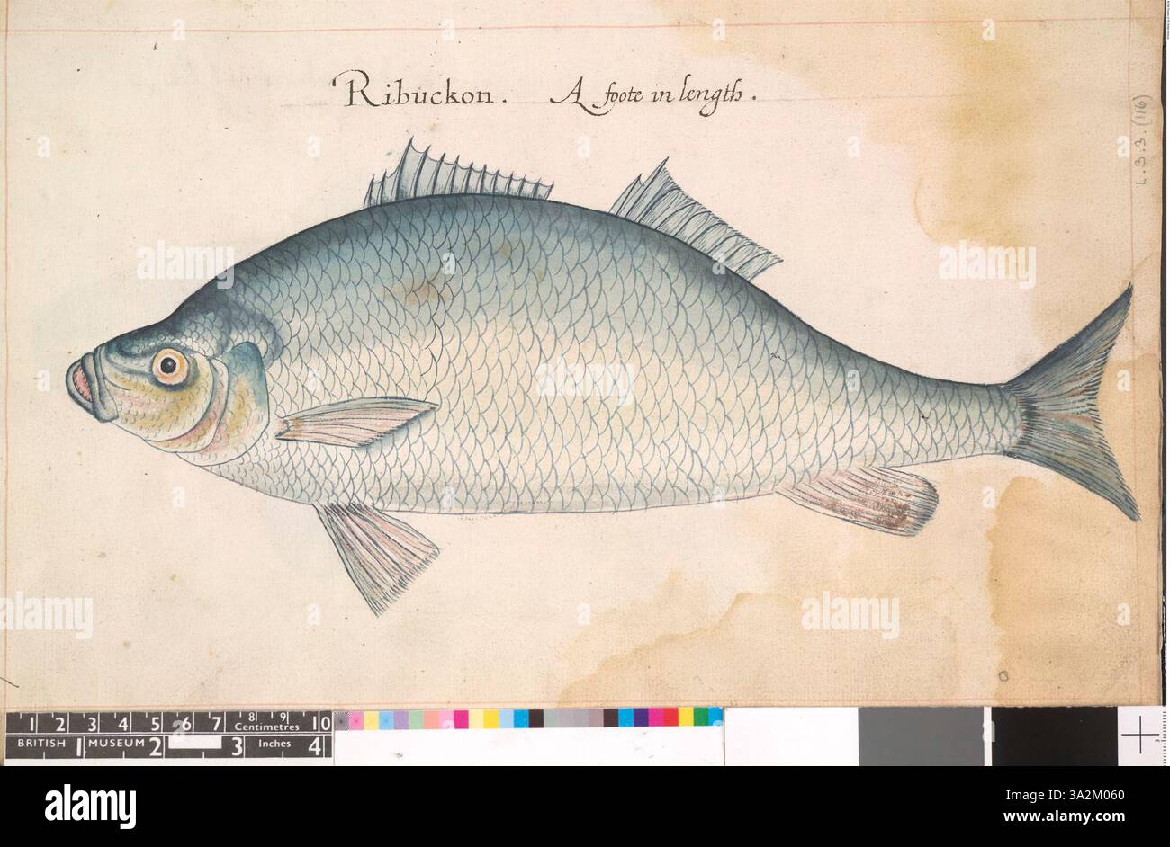 This drawing by John White likely depicts the White Perch (Morone ...