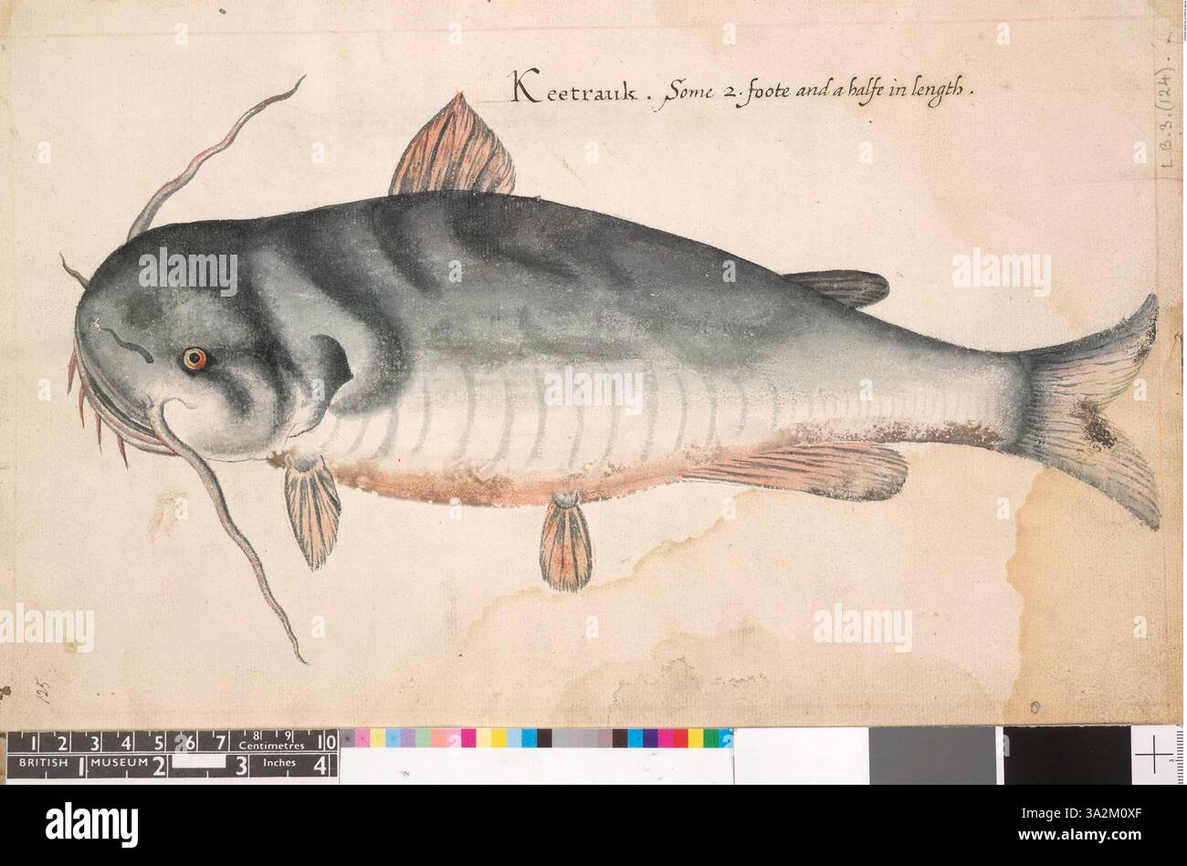 This drawing by John White features a Catfish (probably Ameriurus catus ...