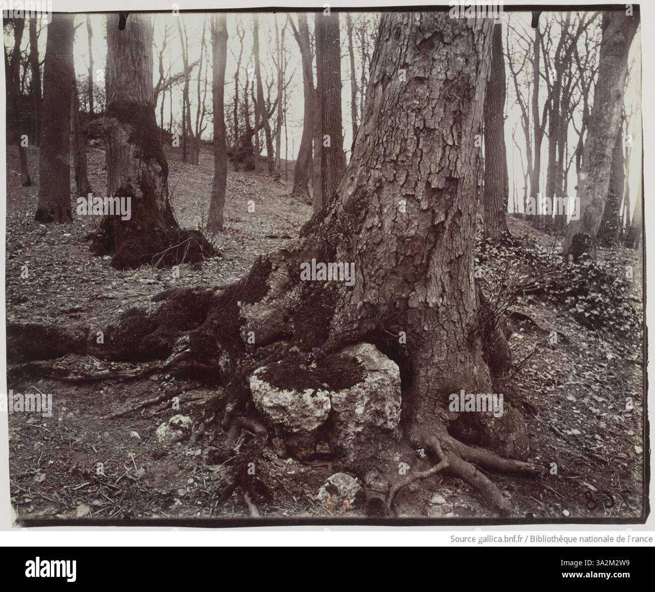 This photograph by Eugène Atget shows the elegance of St. Cloud park ...