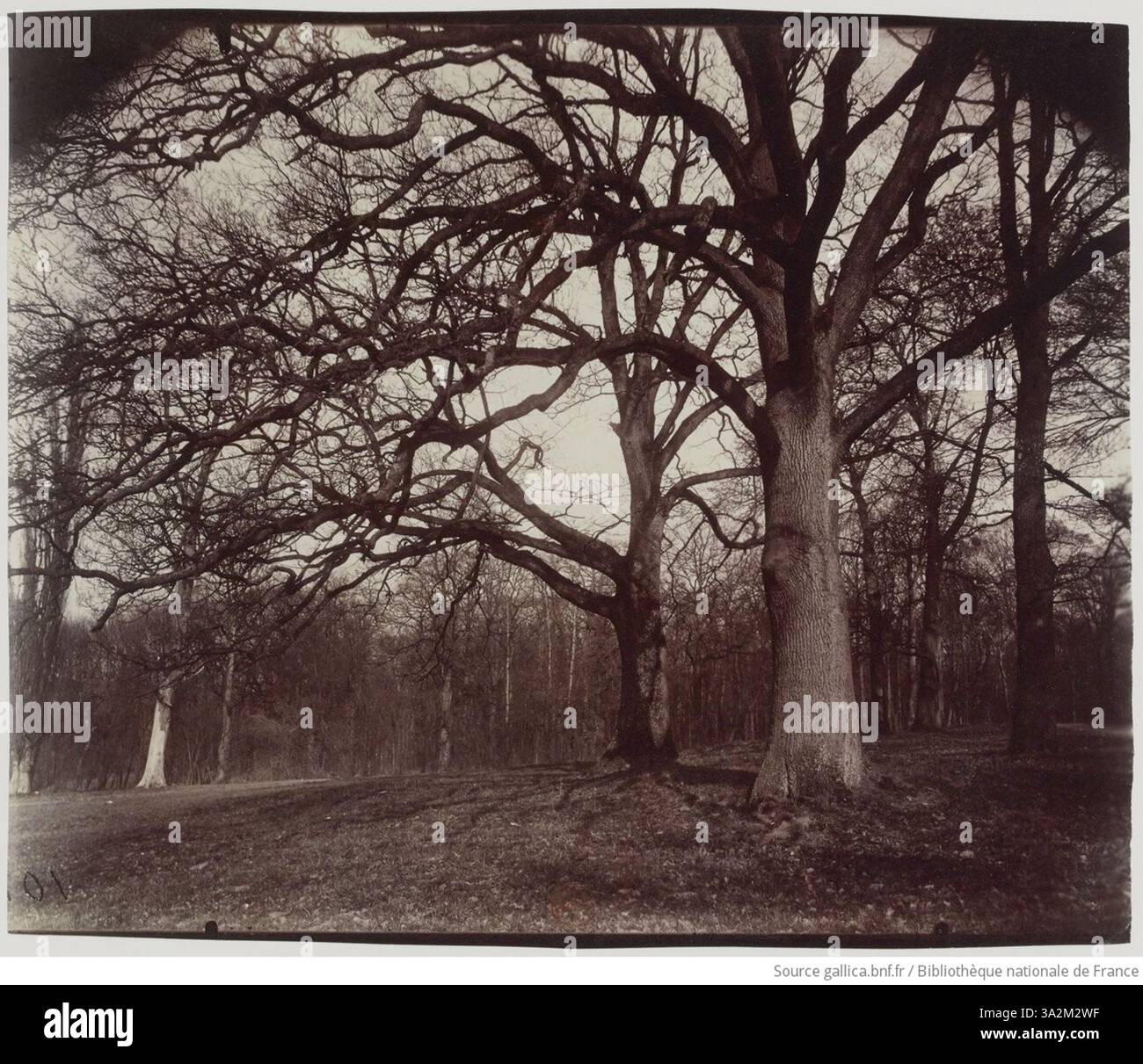 Eugène Atget’s photograph of St. Cloud park showcases its elegant ...