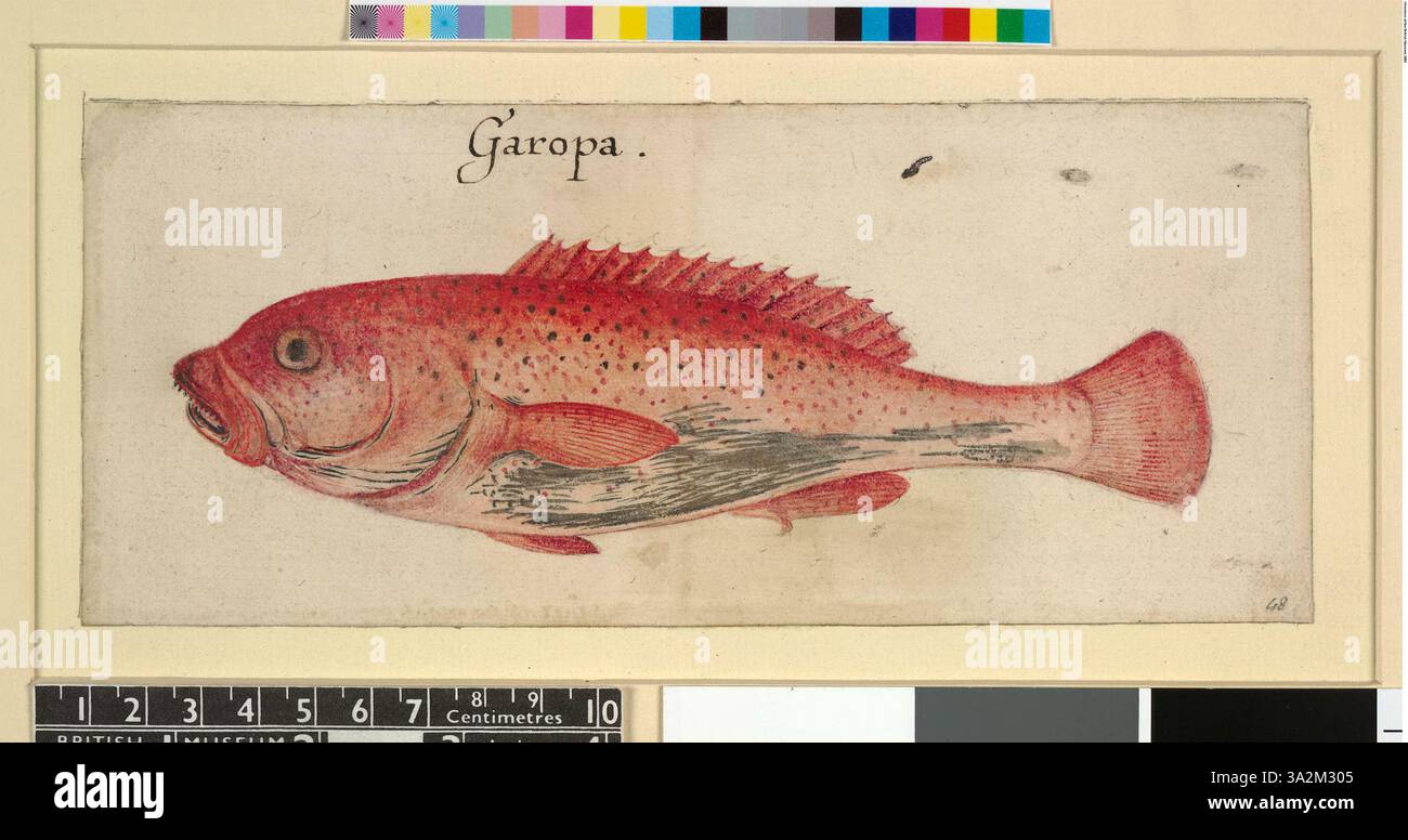 This 1906 illustration by John White shows a grouper fish with its head ...