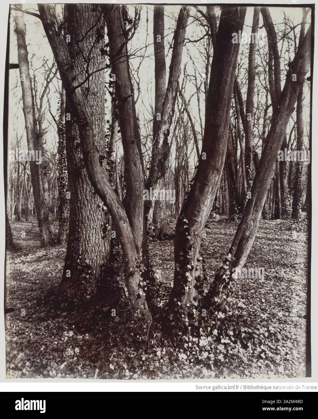 Eugène Atget’s photograph captures the tranquility of St. Cloud park ...