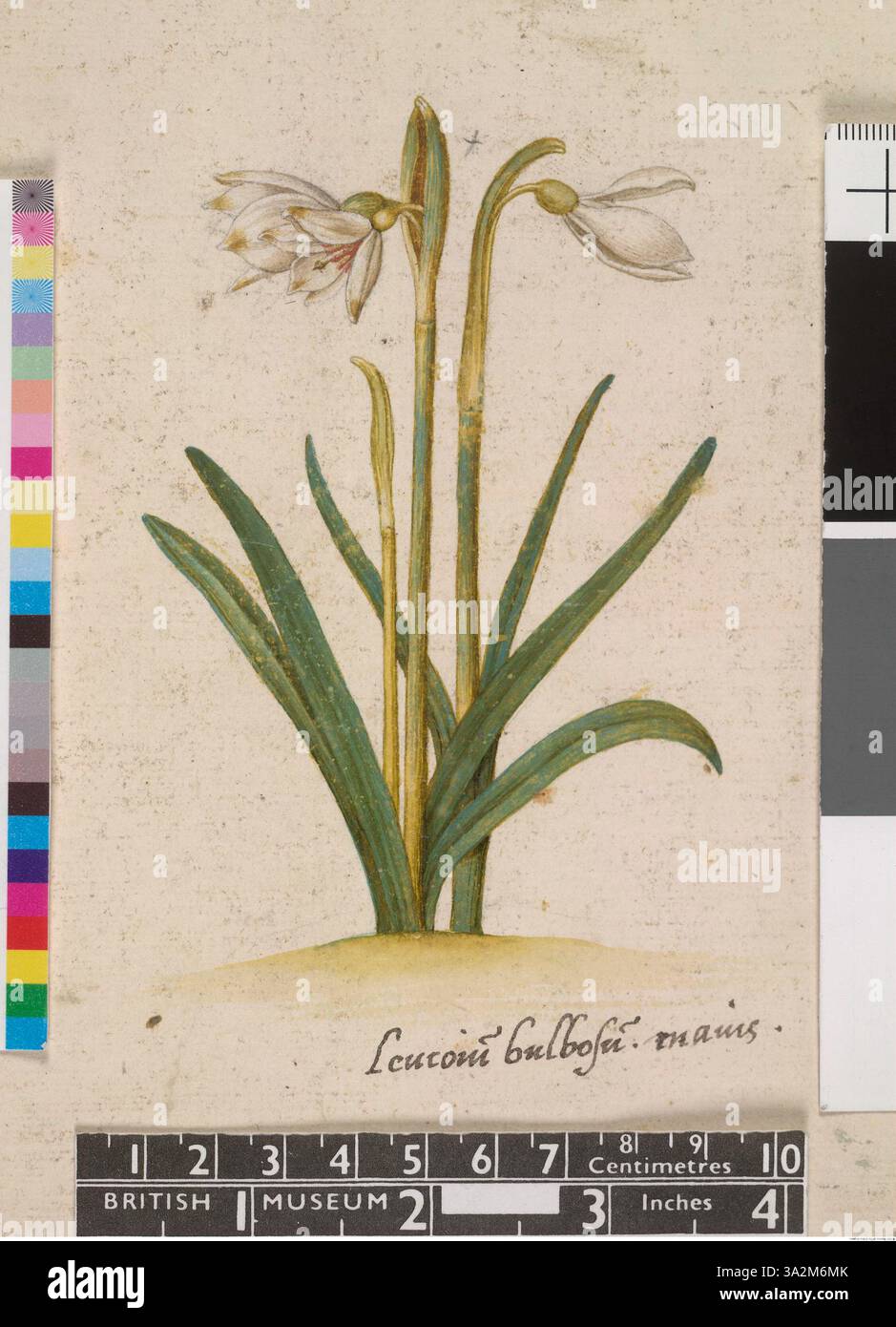 Snowflake anatomy hi-res stock photography and images - Alamy