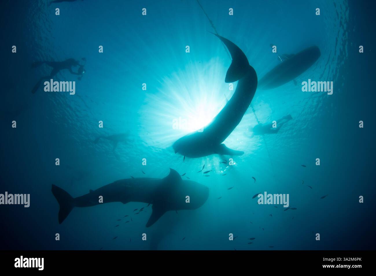 Large, filter-feeding whale sharks, Rhincodon typus, slowly swim in ...
