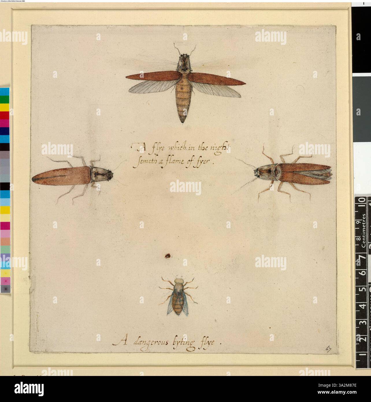 This 1906 illustration by John White features studies of a firefly and ...