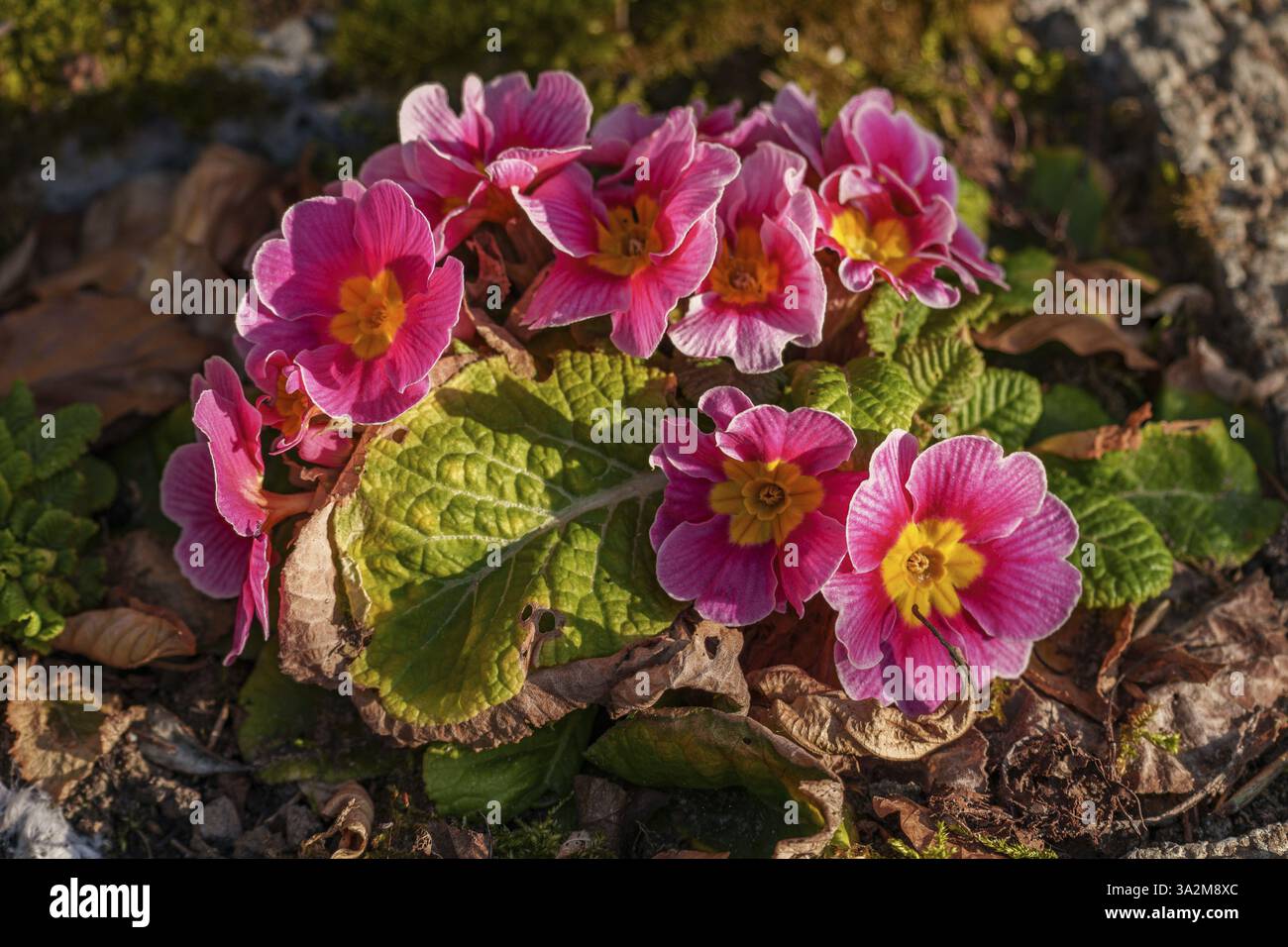 Pink primrose flowers with yellow centre and green leaves in nature ...