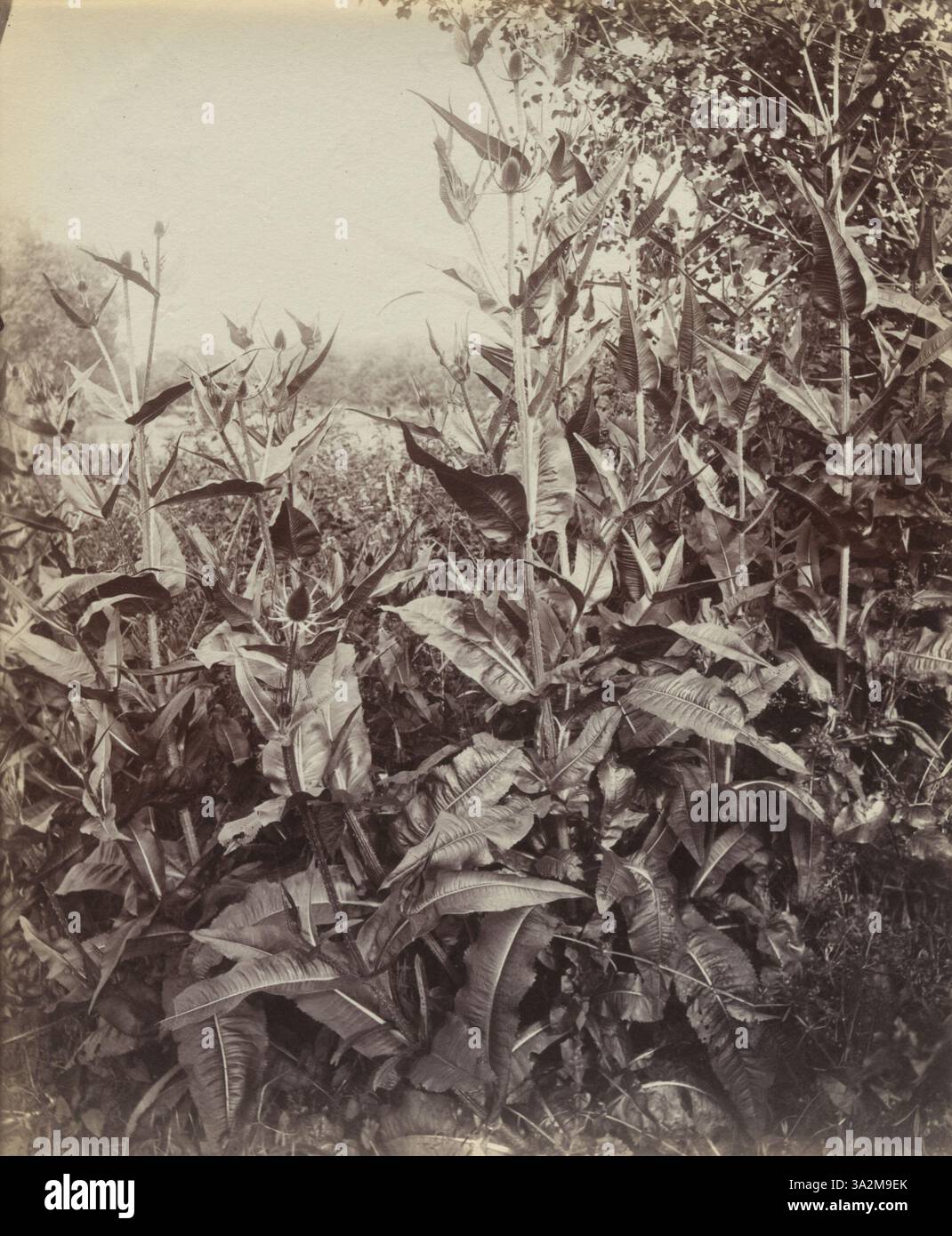 Eugène Atget’s 1919-1921 photograph captures the delicate patterns of ...