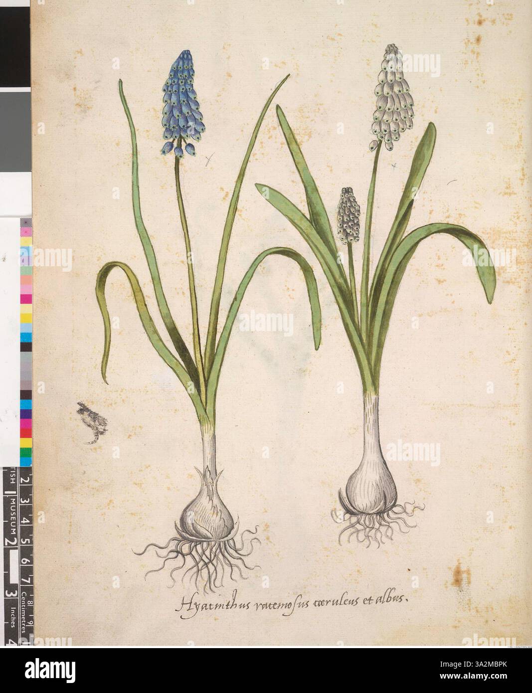 This botanical study features two varieties of Grape Hyacinths, known ...