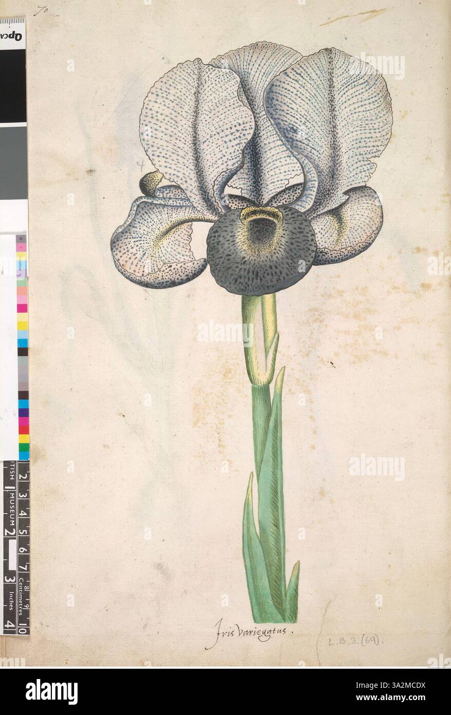 This botanical drawing by John White illustrates the Mourning Iris ...