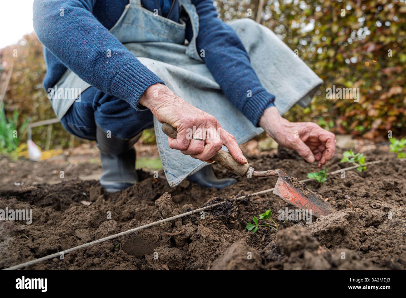 Senior man gardening with hoe and planting vegetables in rural garden ...