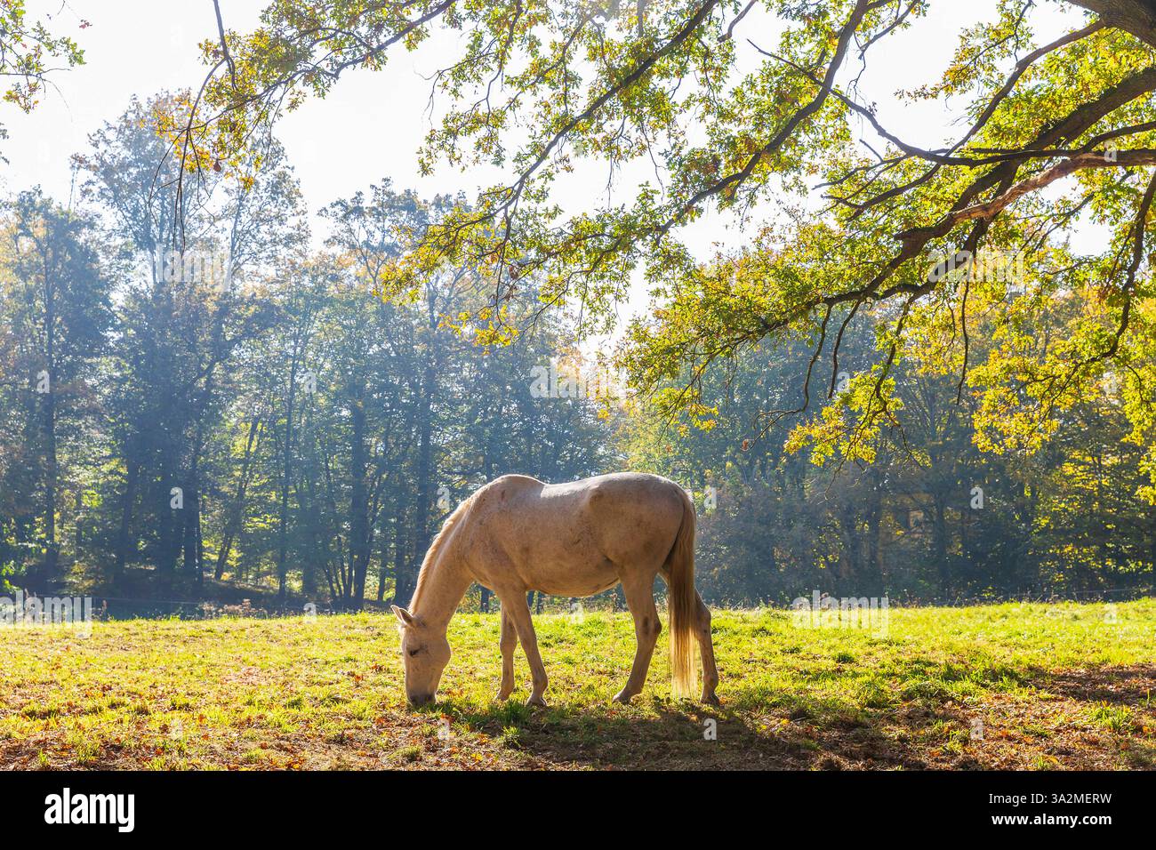 Pferd auf einer Weide im Herbst, Jutta-Park Grimma, Sachsen ...