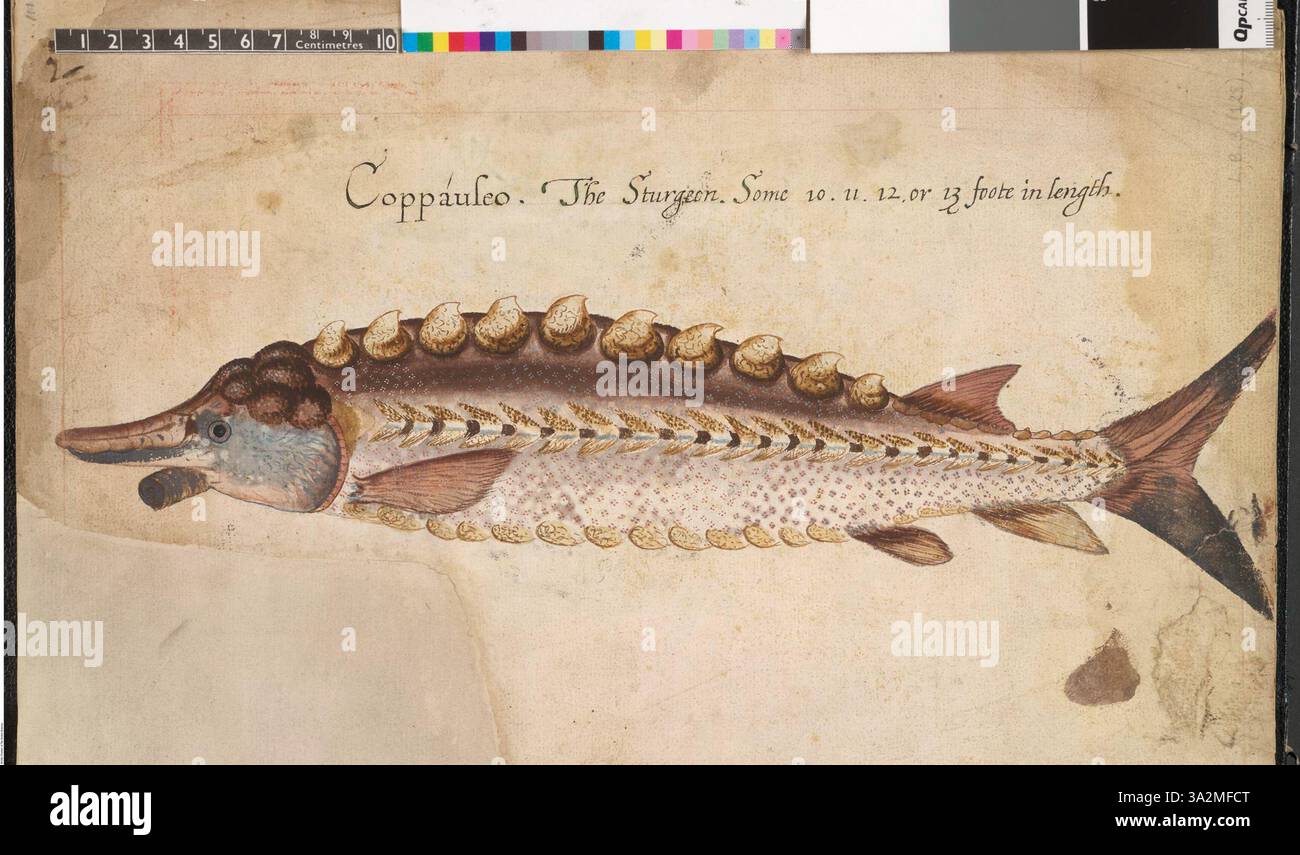 This illustration depicts the Sharp-nosed Sturgeon (Acipenser ...