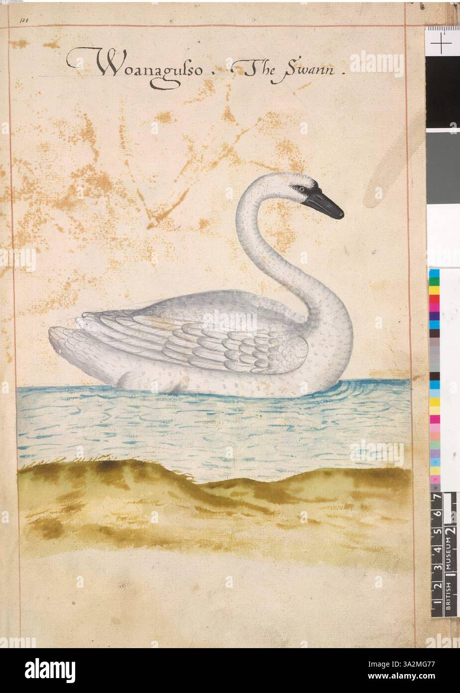 This drawing by John White depicts the Trumpeter Swan (Cygnus ...