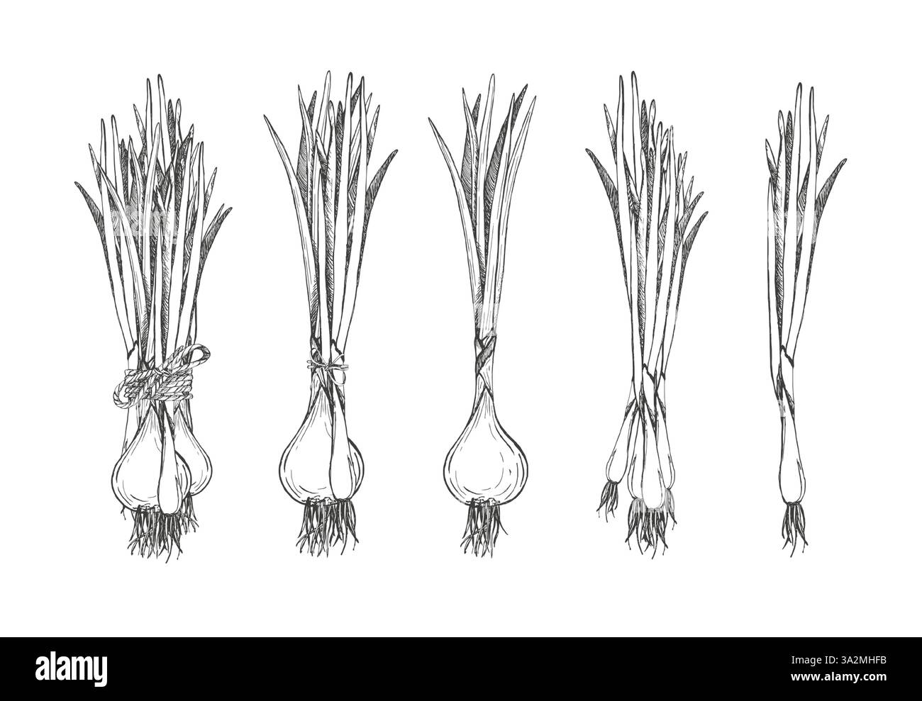 Set with onions. Bunch of green onions tied with rope and single object ...