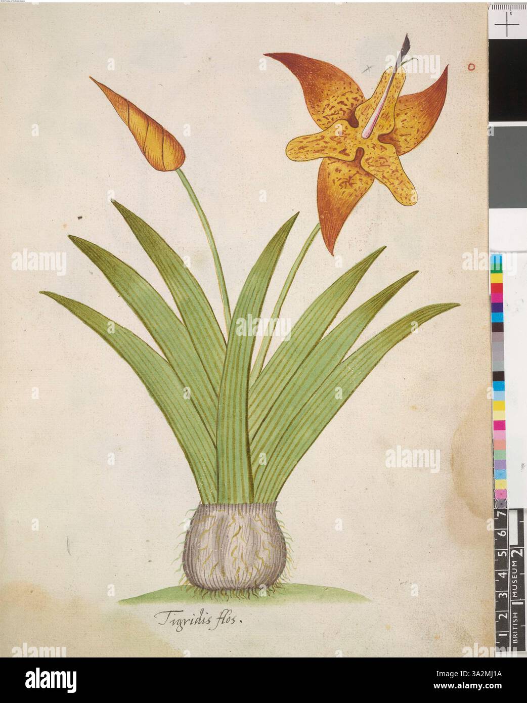 This artwork depicts the Peacock Tiger Flower (Tigridia pavonia), a ...