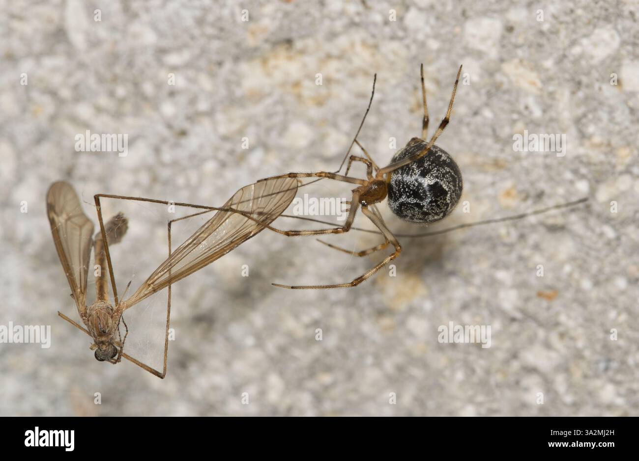 Brown Widow spider Latrodectus geometricus arachnid crane fly prey in web nature pest control ...