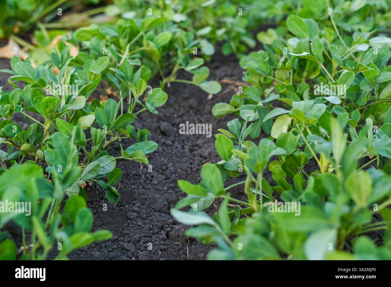 Green beds filled with peanuts stretch across a peanut farm ...