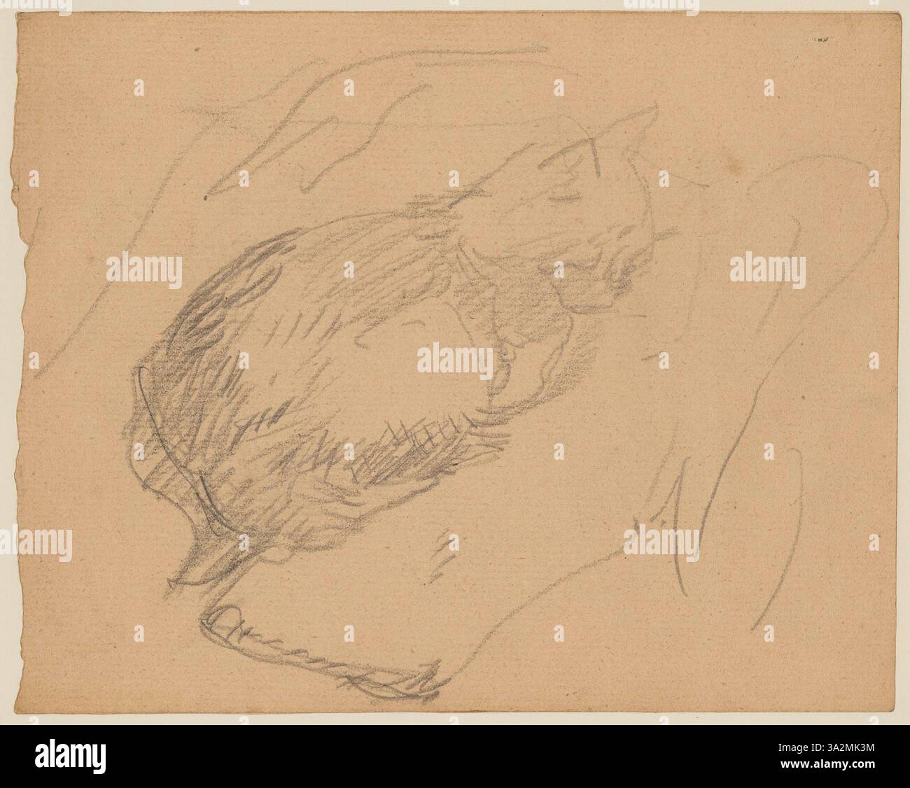 This study of a cat shows the animal in a seated position. Gwen John ...
