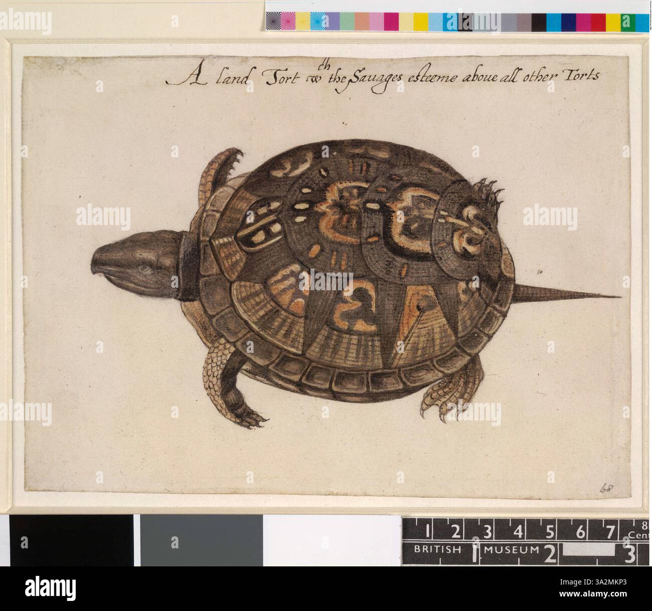 This 1906 illustration by John White shows a common box turtle from ...