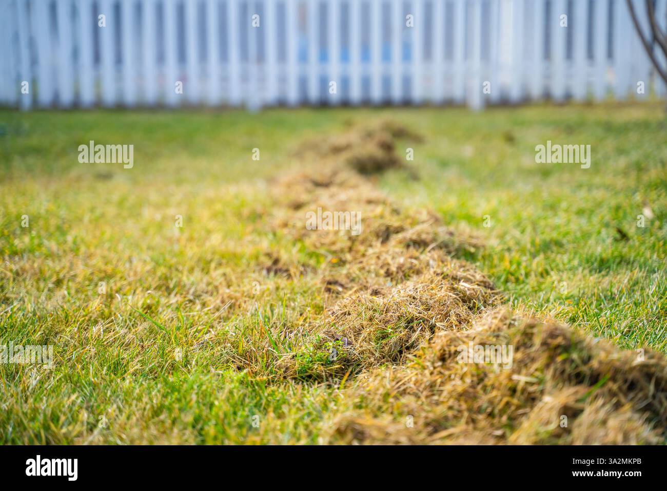 Process cleaning lawn grass from hi-res stock photography and images ...