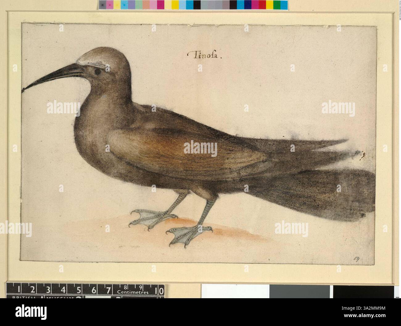 This 1906 illustration by John White depicts a common noddy tern bird ...