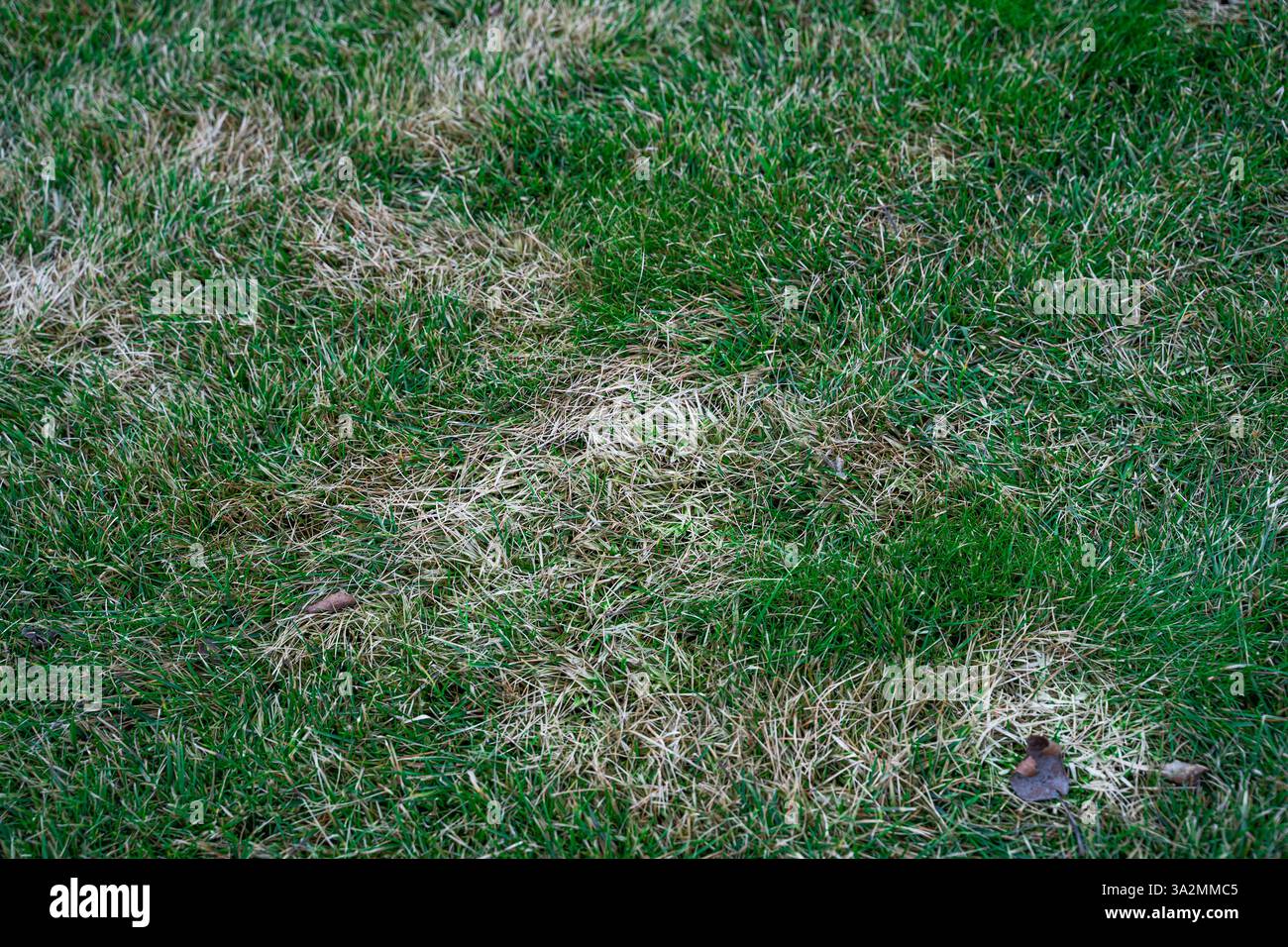 Spots on the lawn after winter. Dry gaps in the grass in spring. Care ...