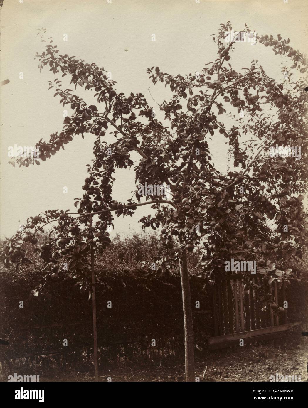 A photograph by Eugène Atget of a pommier (apple tree) in Abbeville ...