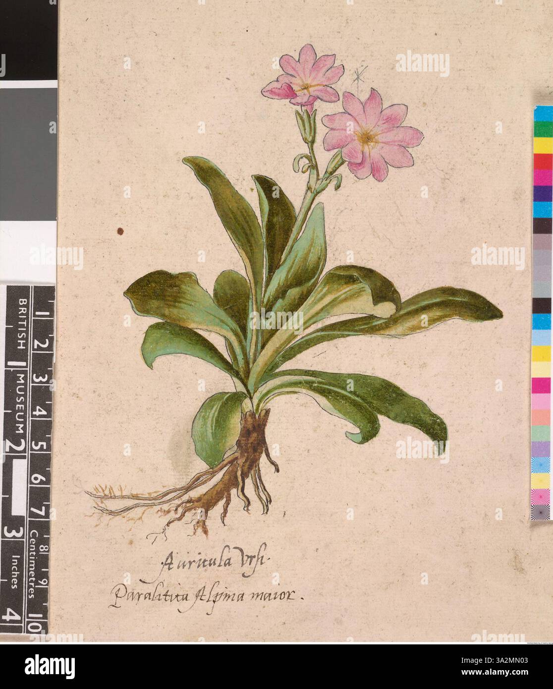 This drawing after John White depicts the Clammy Primula in its entire ...