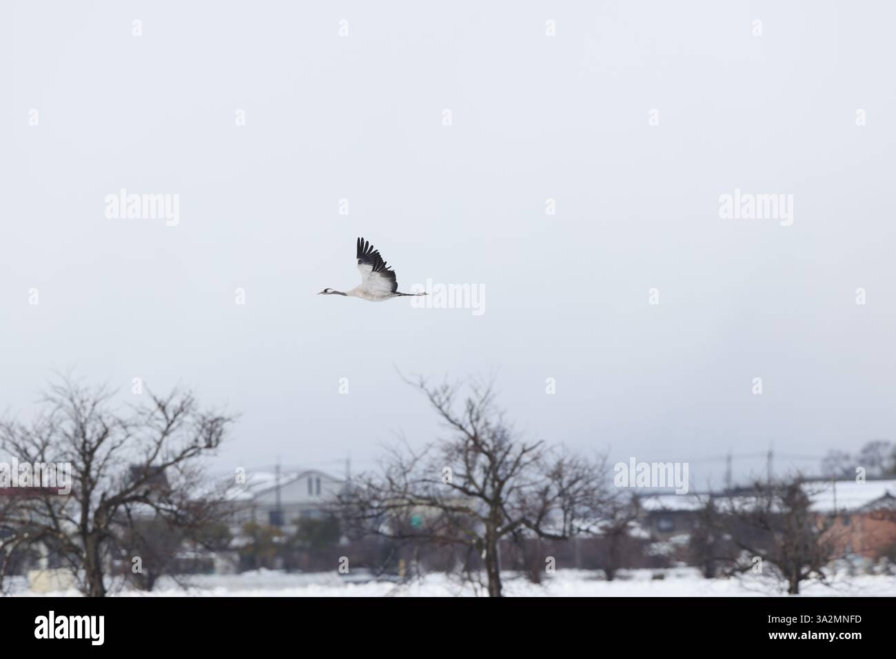 The common crane (Grus grus), also known as the Eurasian crane, is a ...