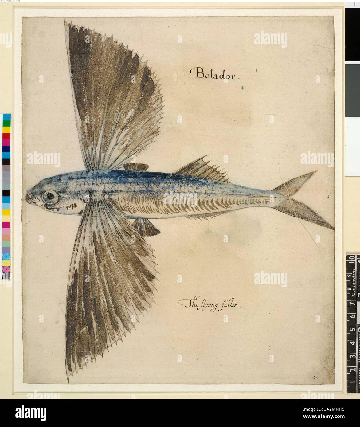 This drawing by John White illustrates a flying fish in mid-flight ...