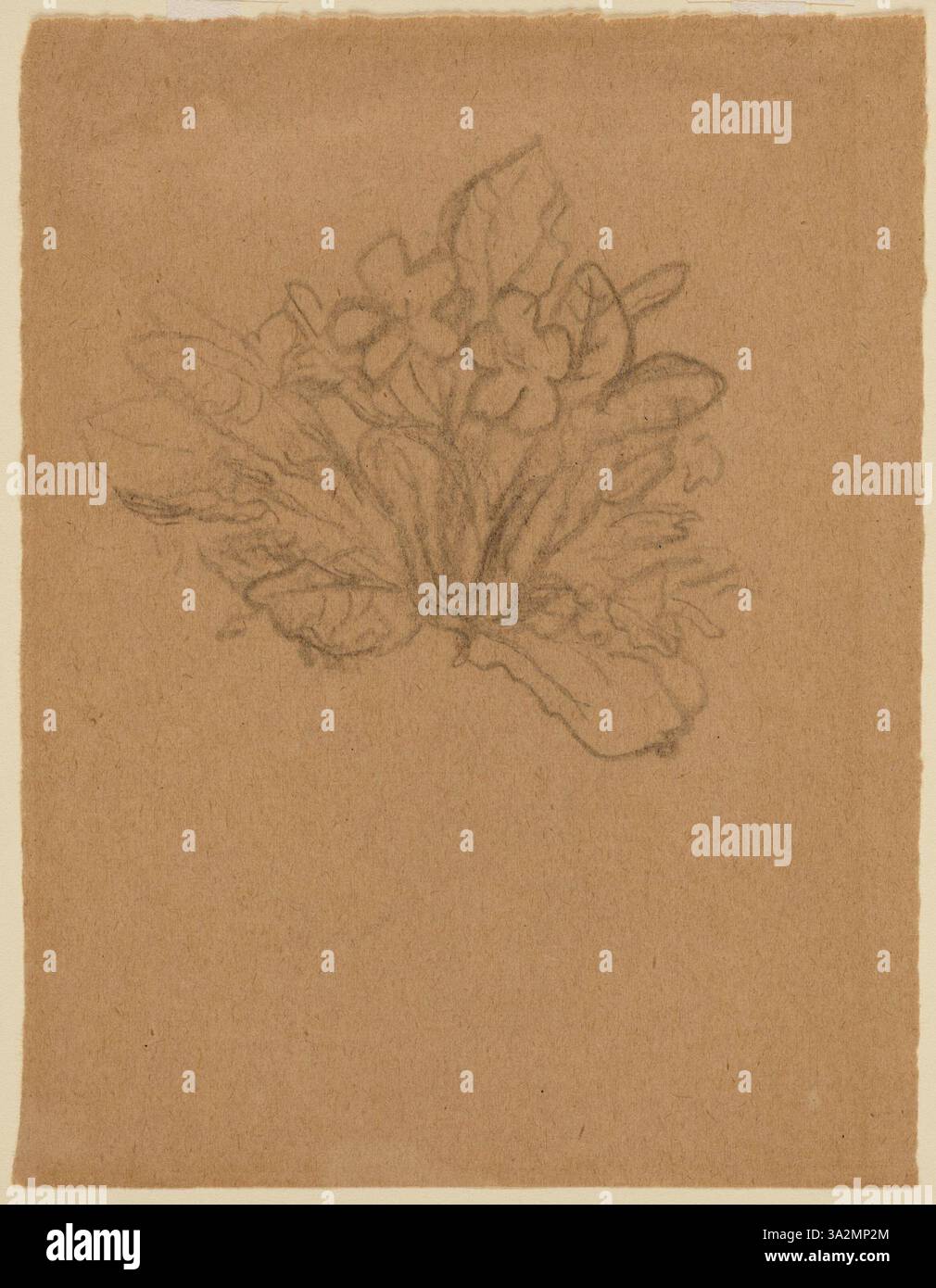 This work by Gwen John presents a spray of primroses, highlighting the ...