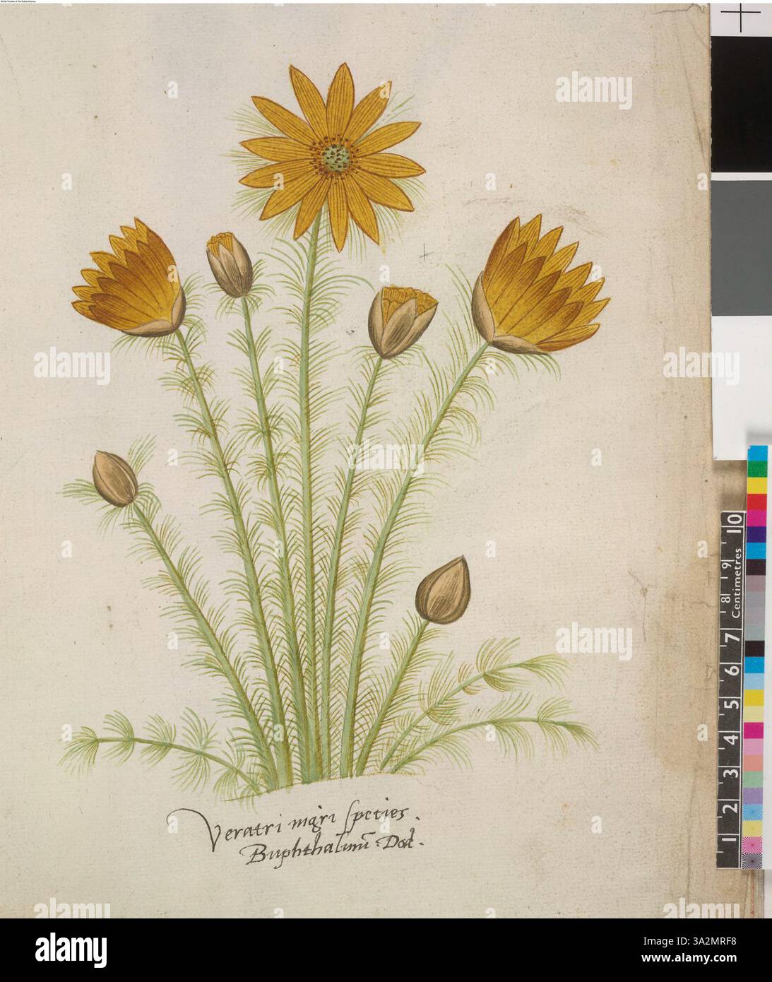 This drawing after John White depicts Spring Adonis, a vibrant ...