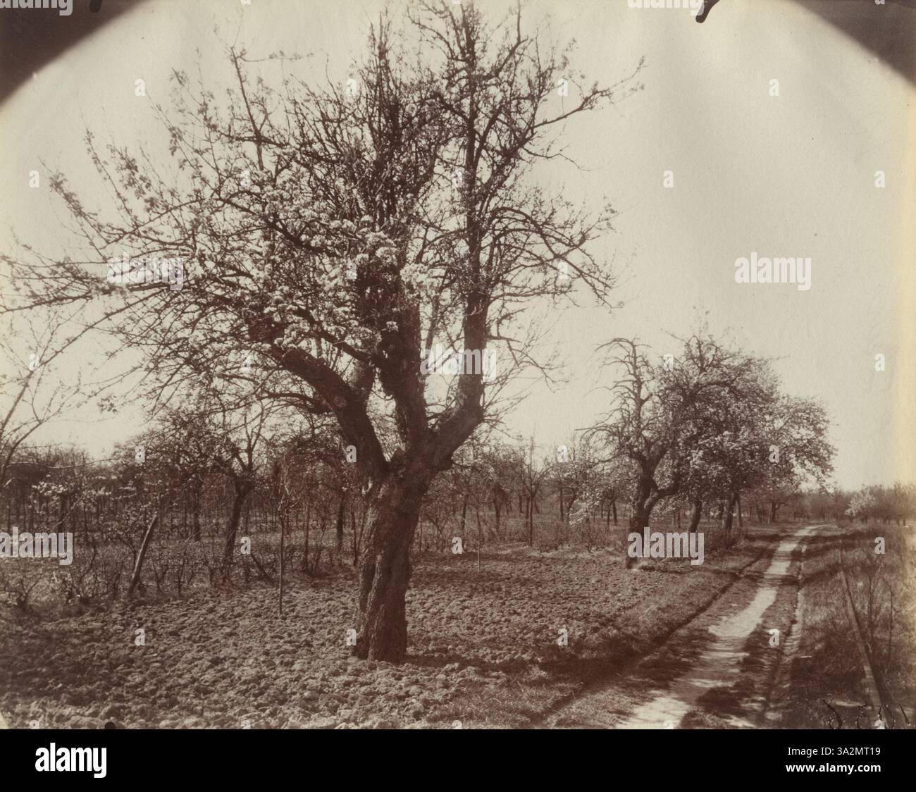 This 1921 photograph by Eugène Atget showcases a pear tree in bloom ...