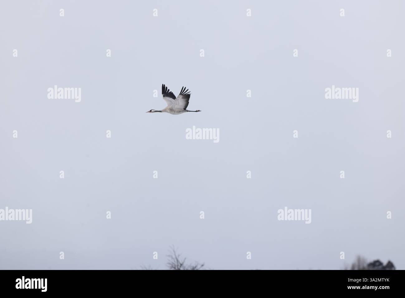 The common crane (Grus grus), also known as the Eurasian crane, is a ...