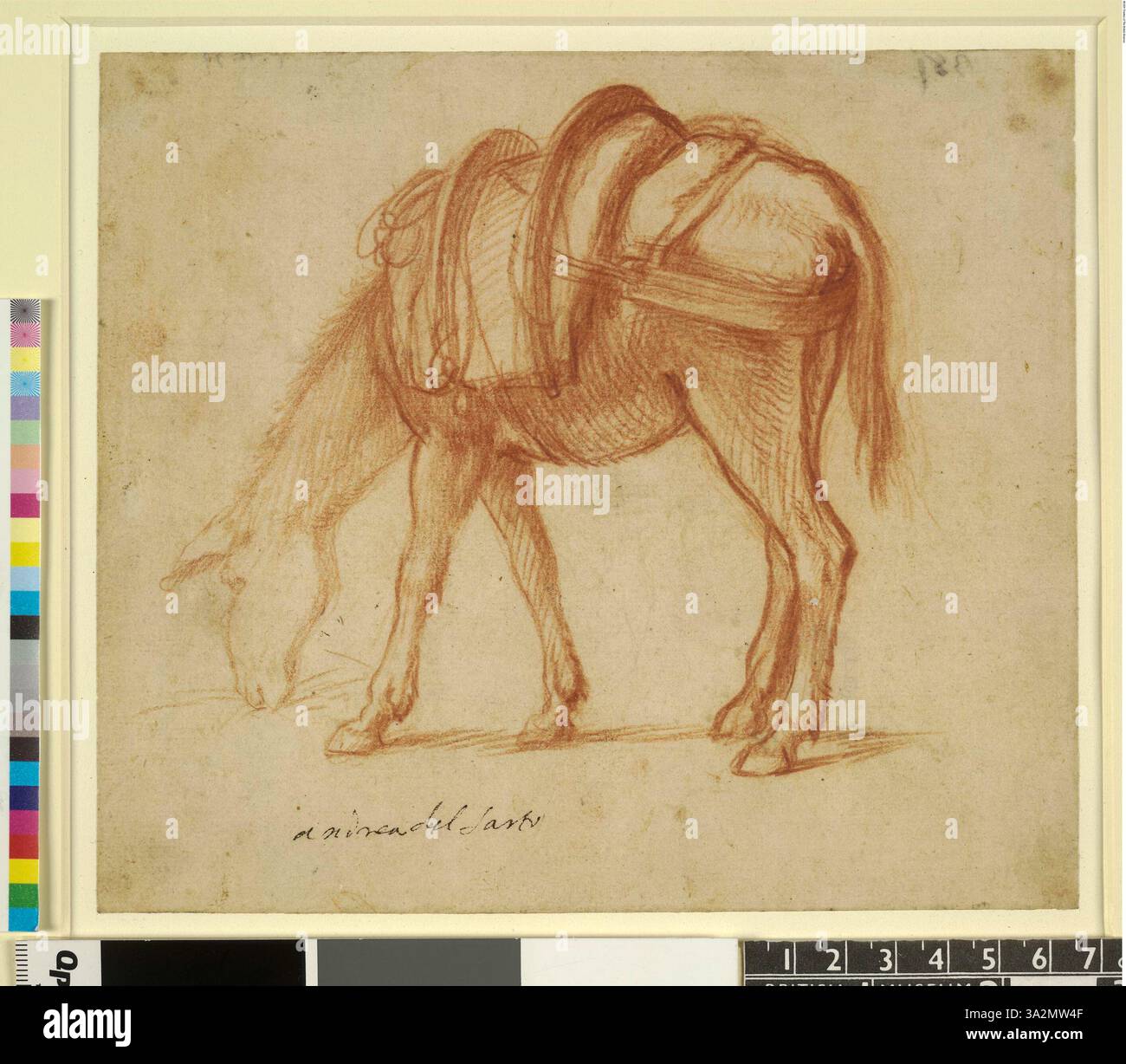 This study focuses on a donkey in profile, grazing. The work highlights ...