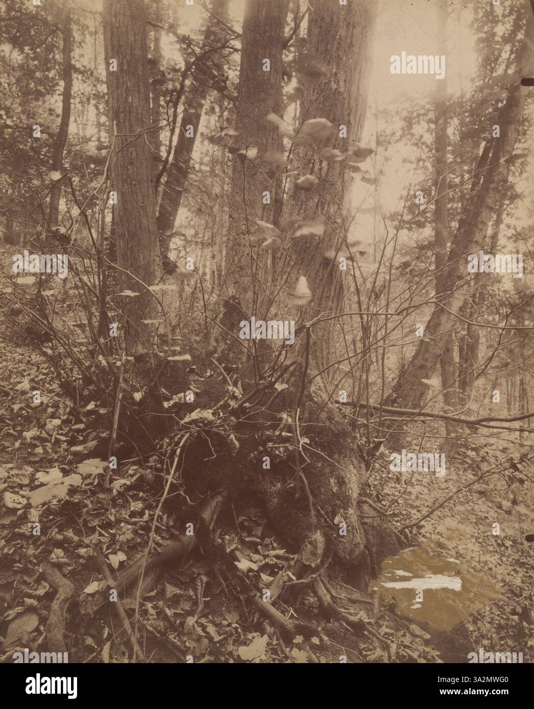 Eugène Atget's 1906 photograph captures a scene from Parc de Saint ...