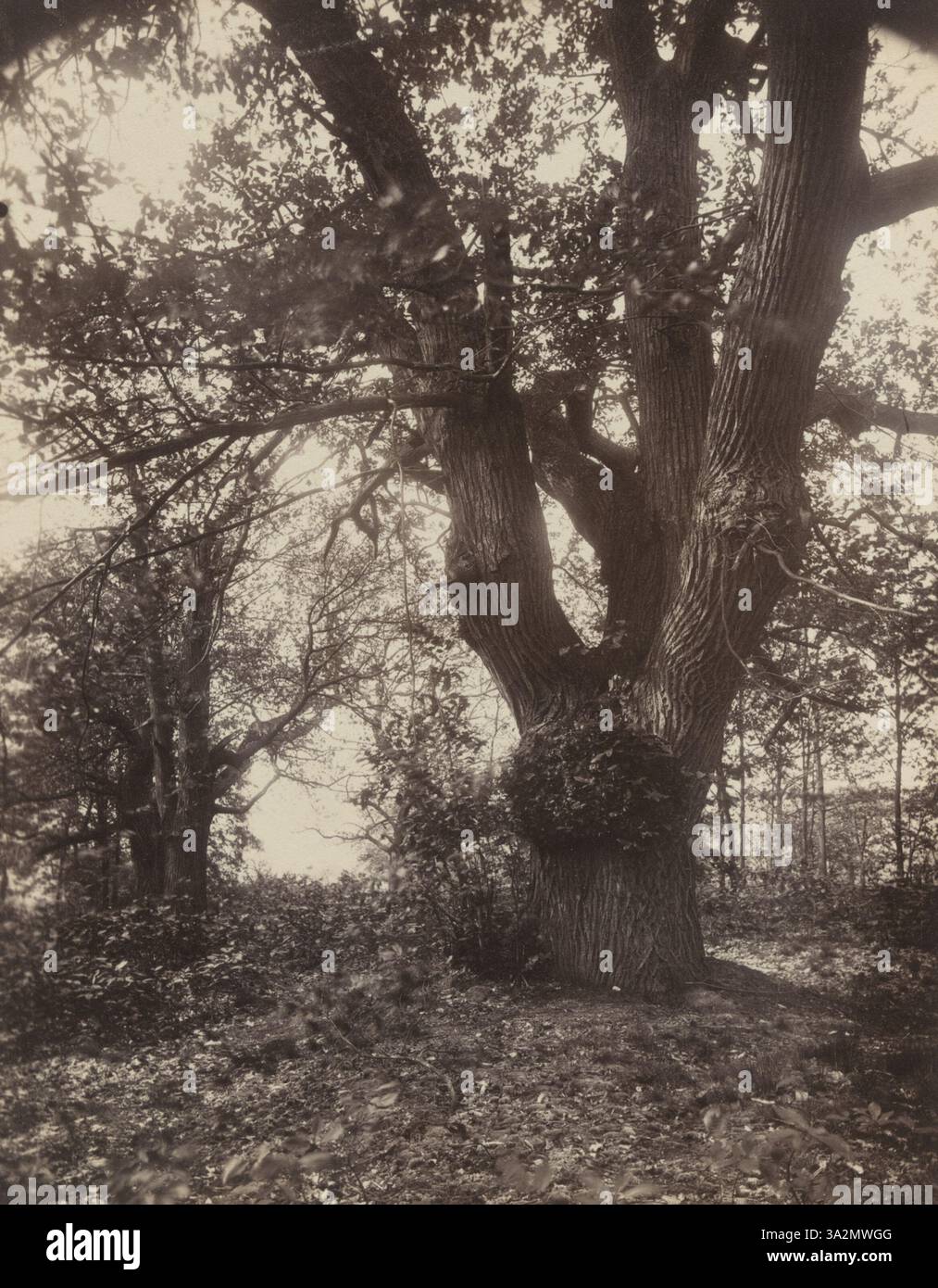 This photograph by Eugène Atget, taken between 1919-21, features a ...