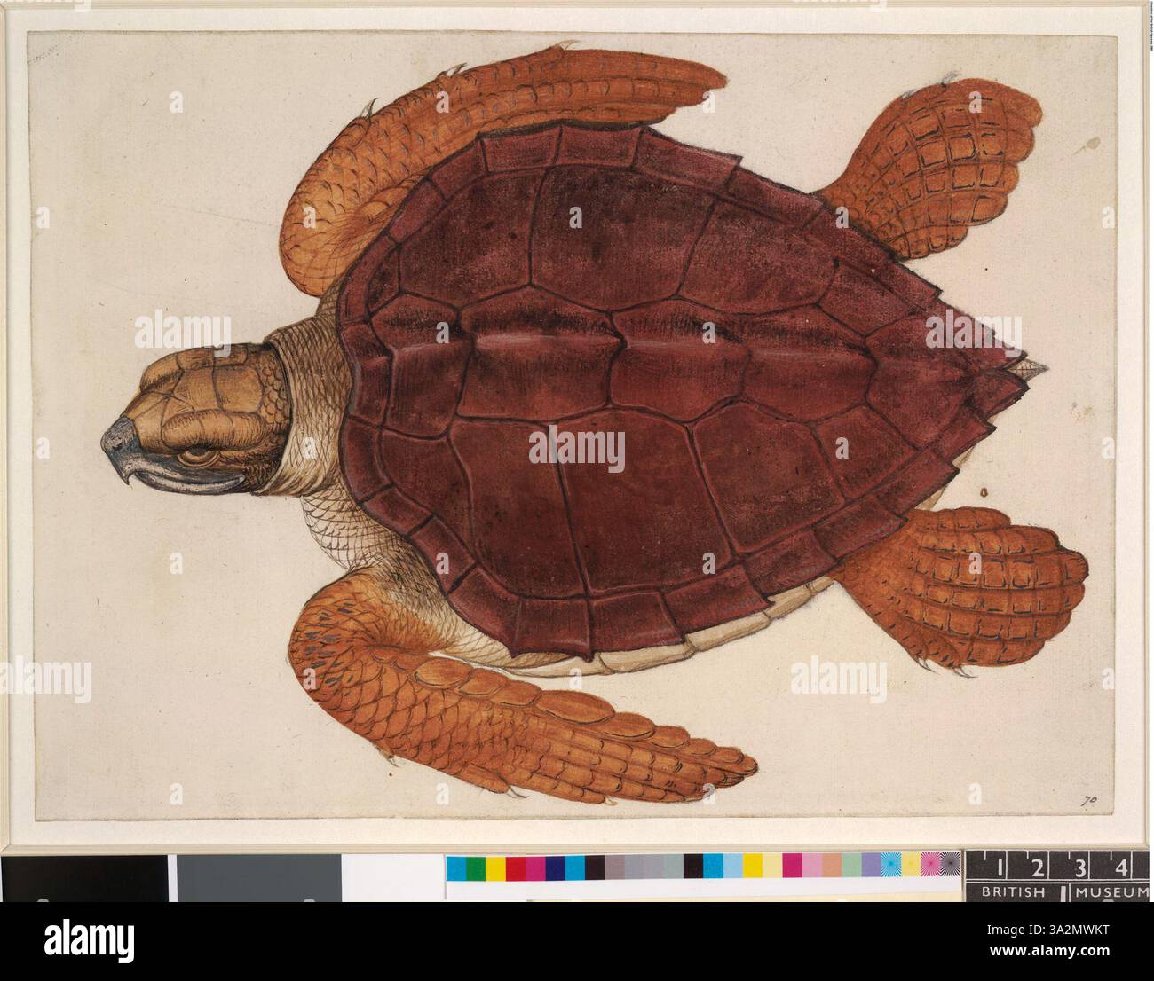 This 1906 illustration by John White depicts a loggerhead turtle seen from above, with its head ...