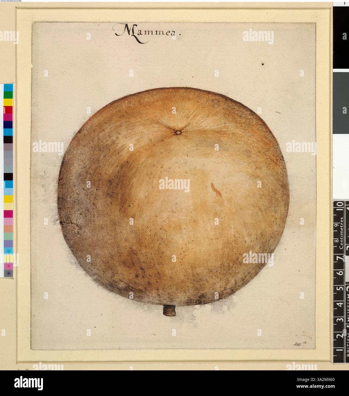 Apple fruit identification hi-res stock photography and images - Alamy