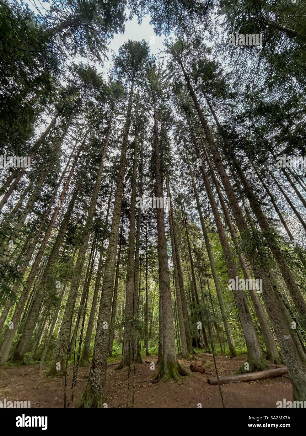 Tall pines in a forest on Mount Tara in Serbia Stock Photo - Alamy