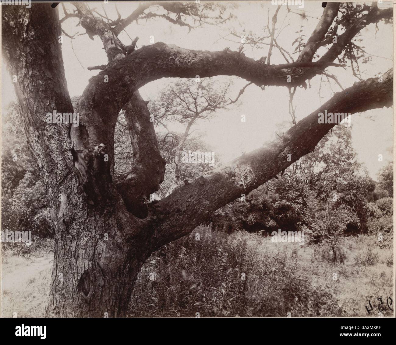 A detailed photograph by Eugène Atget of a pommier (apple tree), taken ...