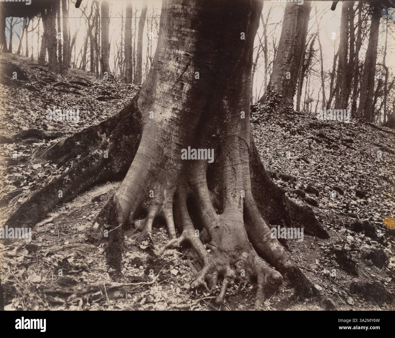 This 1915-19 photograph by Eugène Atget captures the natural beauty of ...