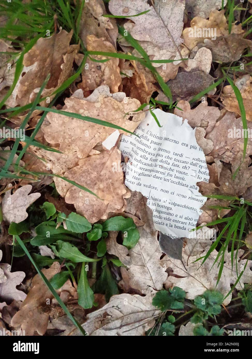 Pieces of pages of a book left on the ground in the grass and leaves ...