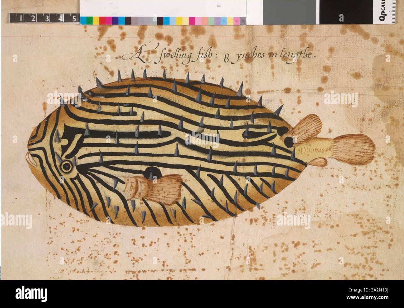 This illustration, associated with John White, depicts the Burrfish ...