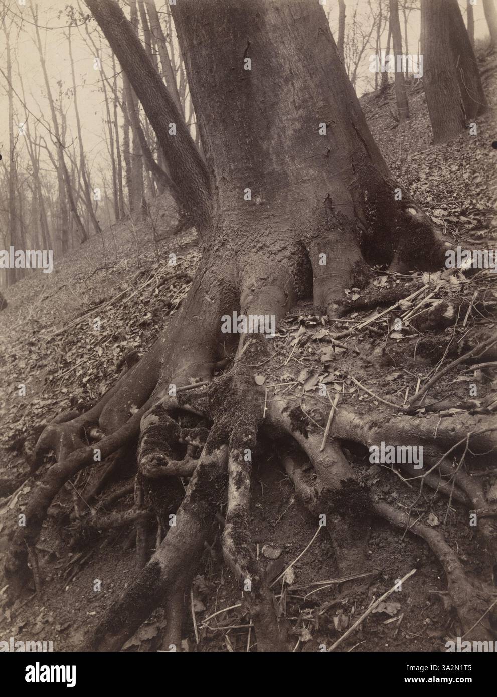 In this 1924 image, Eugène Atget portrays a serene scene from Saint ...