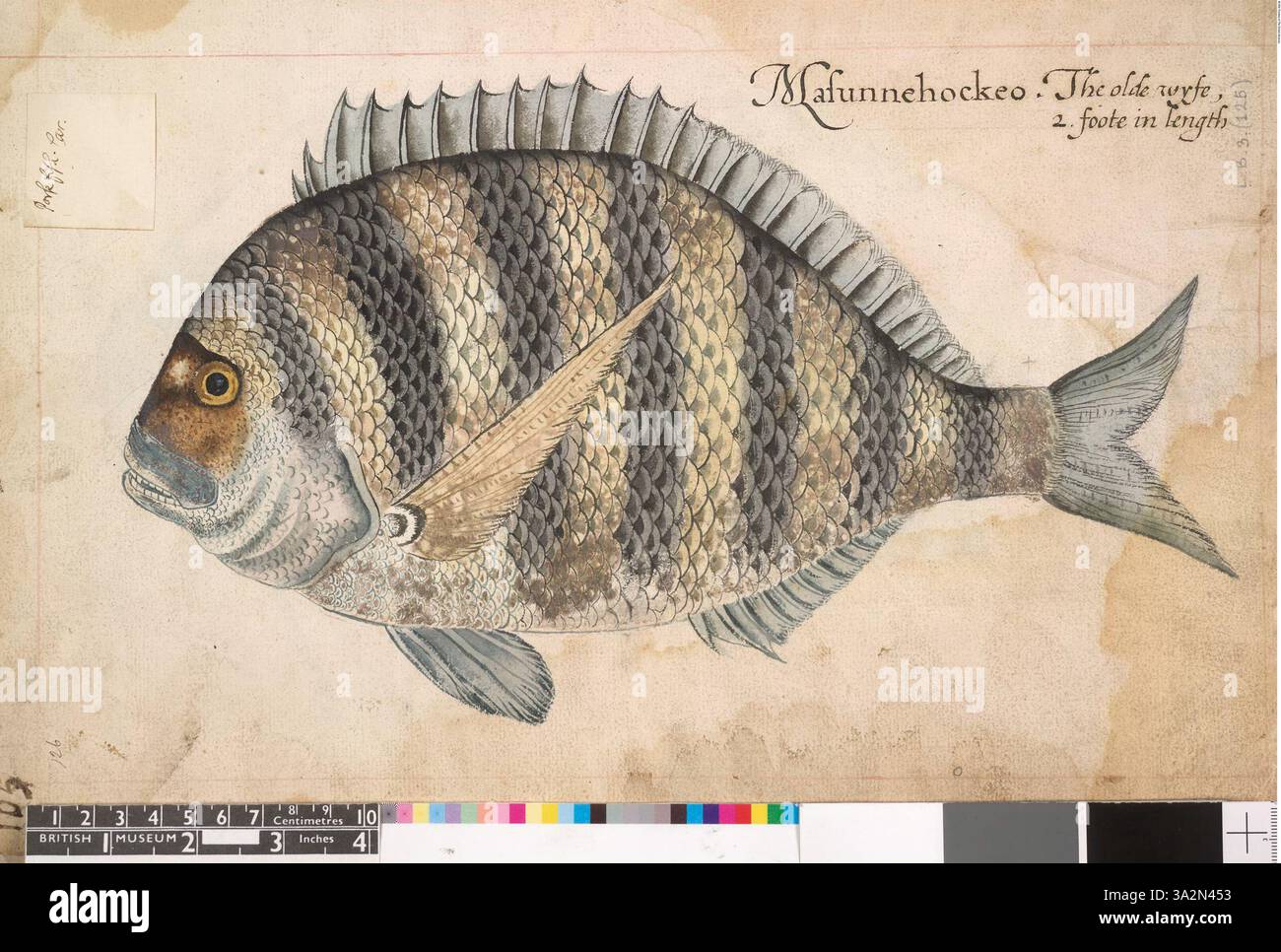 Sheepshead bream hi-res stock photography and images - Alamy