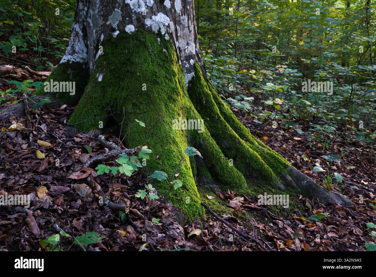 Hornbeam tree trunk with roots overgrown with moss catching some ...