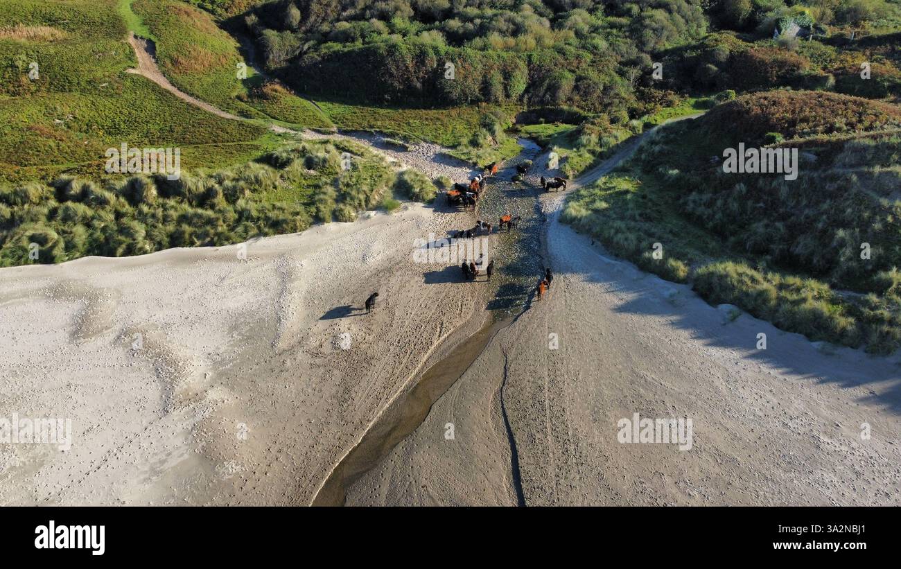 Aerial view cows from drone hi-res stock photography and images - Alamy