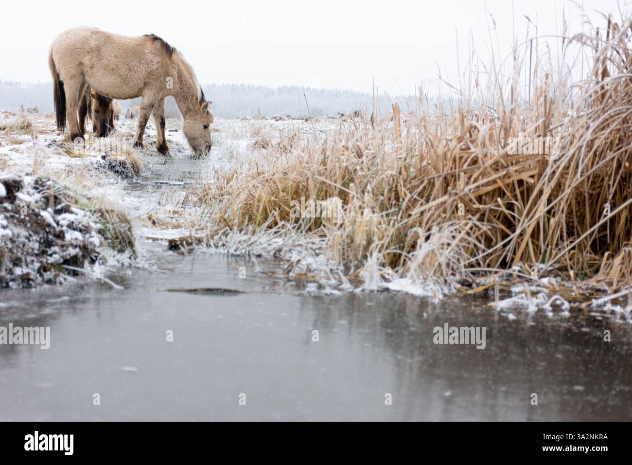 Horse drinking water from frozen river Stock Photo - Alamy