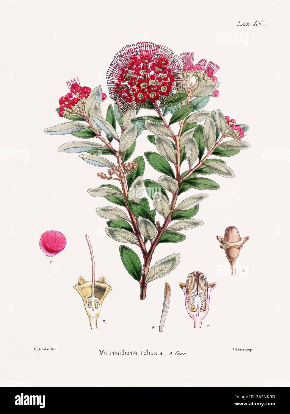 Antique botanical illustration from an Antarctic expedition book. Circa ...